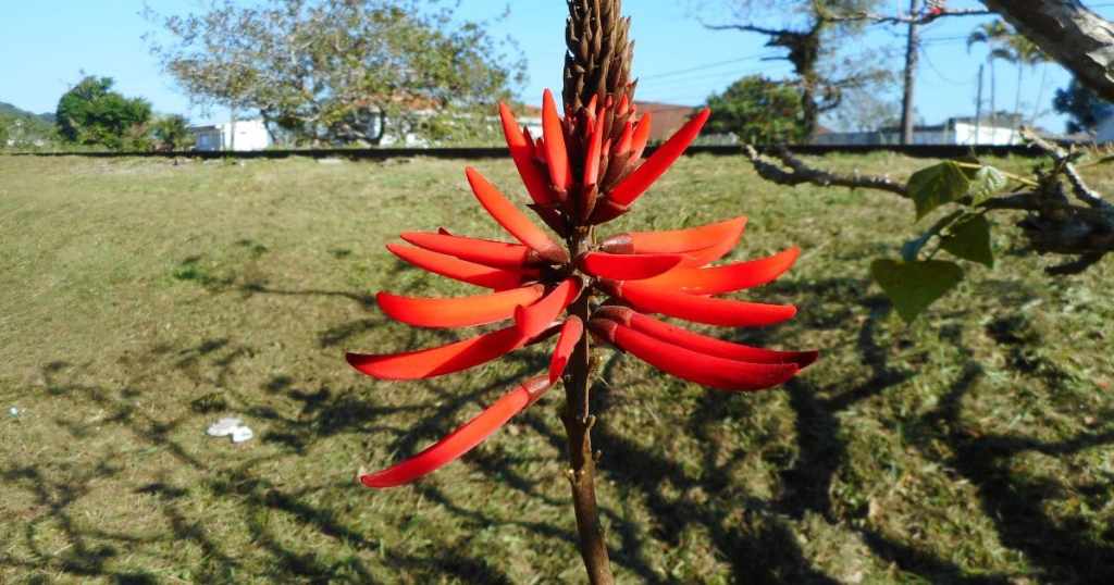 Planta Mulungu: Usos Medicinais e Benefícios para a Saúde - Novidade ...