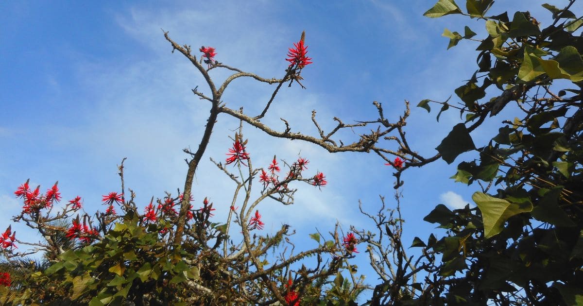 Árvore Mulungu: Usos Tradicionais e Benefícios - Novidade Saudável