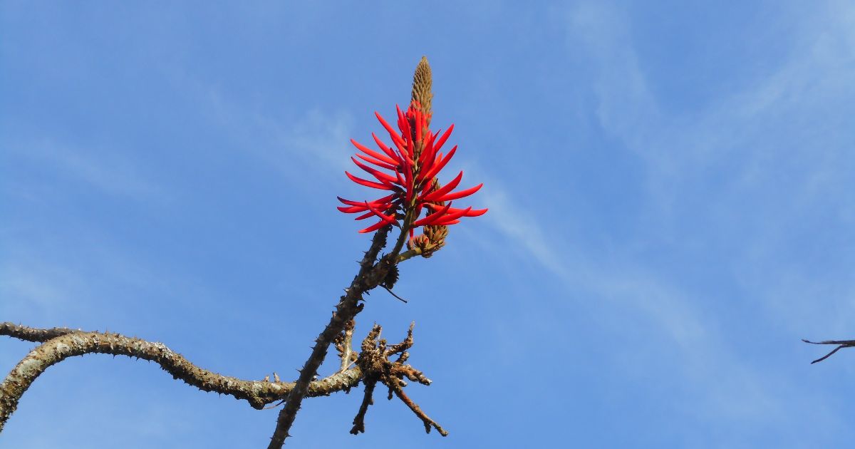 Mulungu: Como Tomar e Dosagem Recomendada - Novidade Saudável