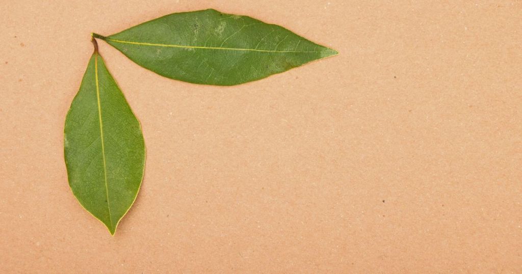Folha de Louro: Conheça a Planta e Suas Variedades - Novidade Saudável