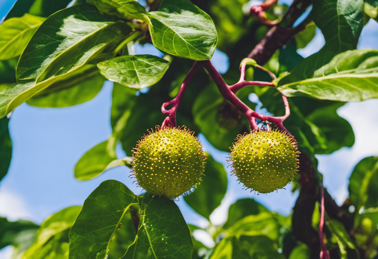 Plantas de Maracujá: Tudo o que Você Precisa Saber para Cuidar delas ...