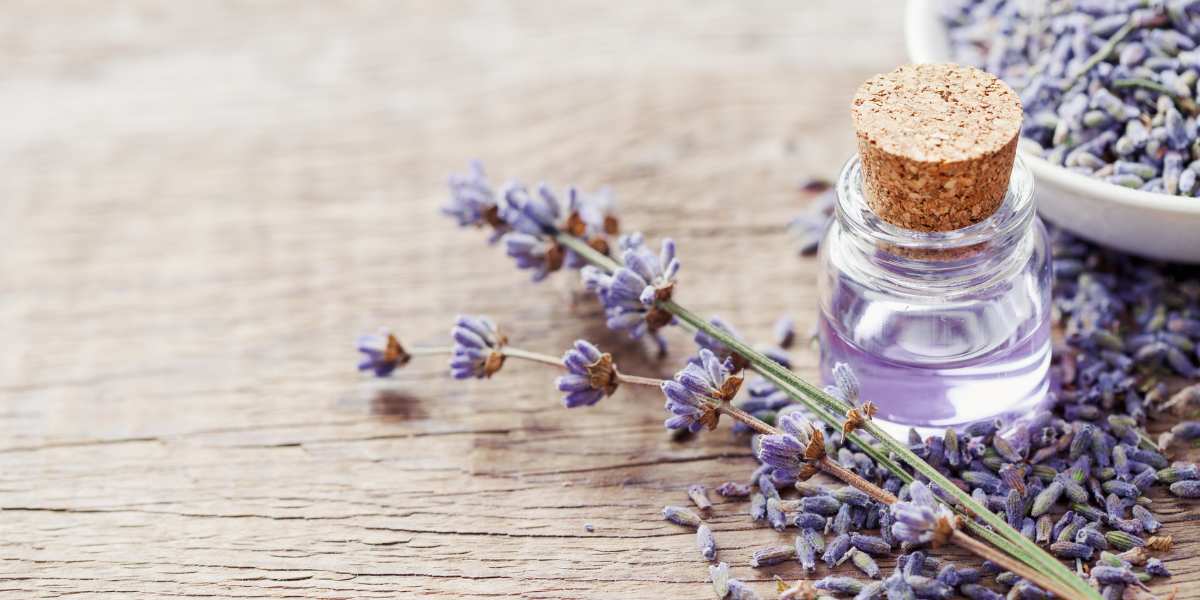Óleo Essencial de Lavanda: Benefícios, Usos e Precauções - Novidade ...