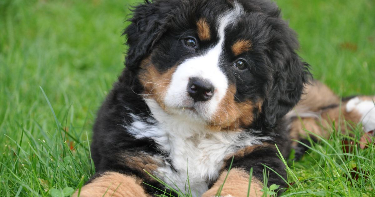 Biotina para Cachorro: Benefícios e Como Usar com Segurança